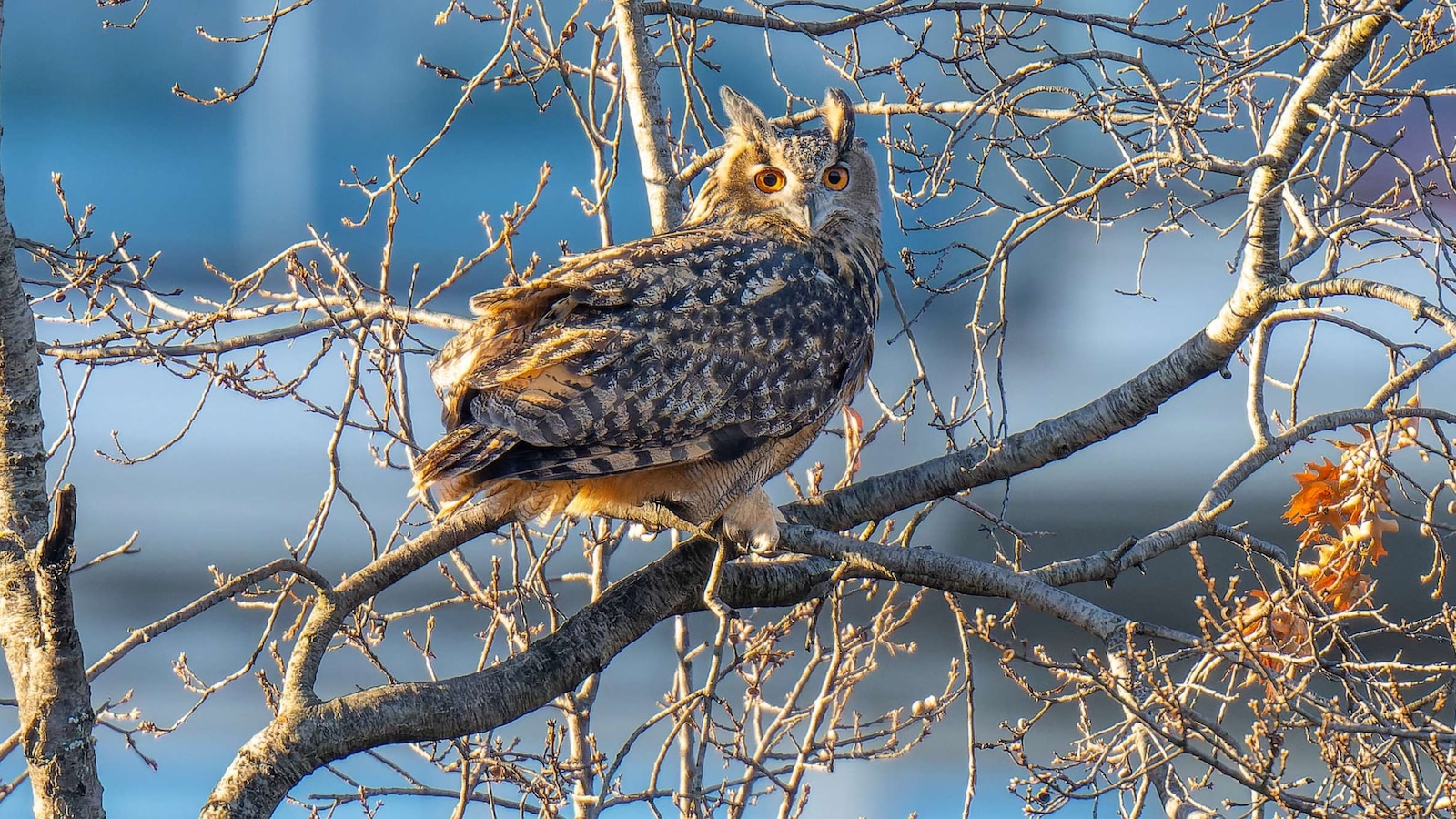 Flaco, the escaped Central Park Zoo owl, proving he can survive outside ...