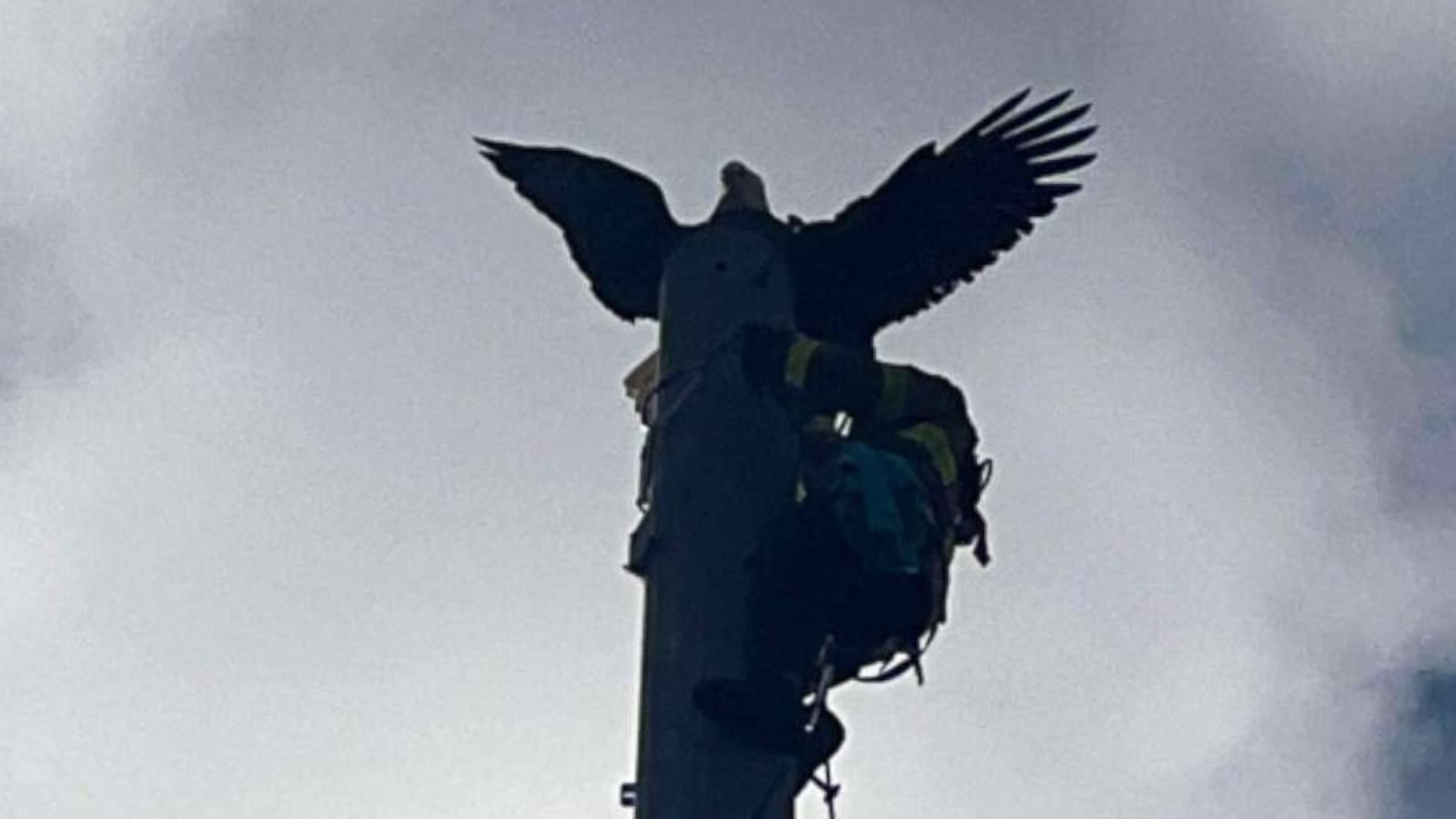 Eagle saved from atop 120-foot tall radio tower lightning rod - ABC News