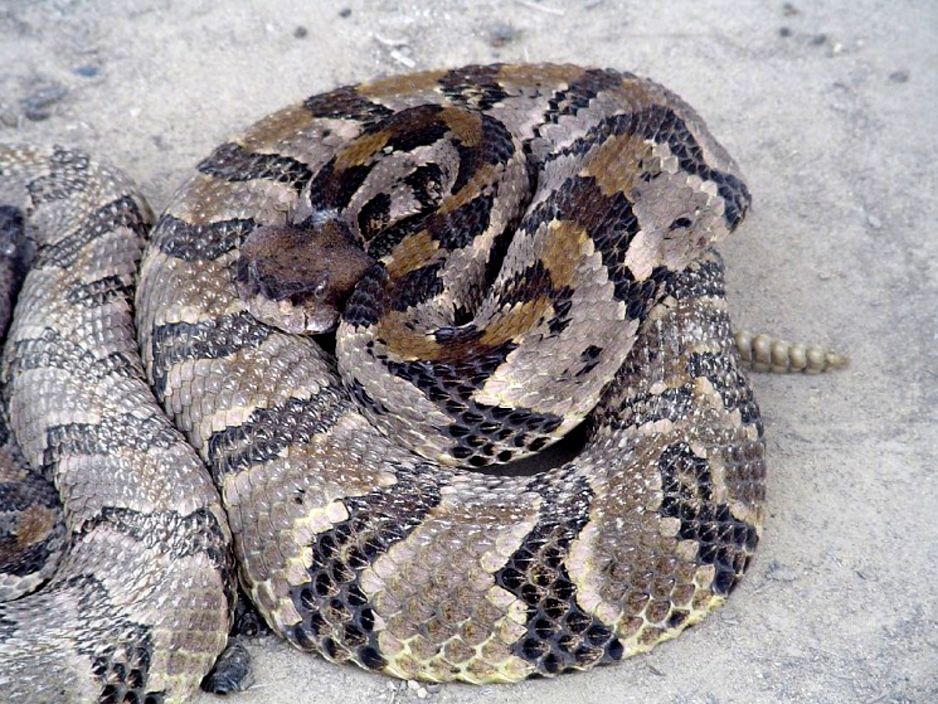 Tennessee hiker dies after being bitten by venomous snake, officials ...