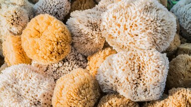 Sea Sponges Facts Sponge | Definition, Features, Reproduction, & Facts