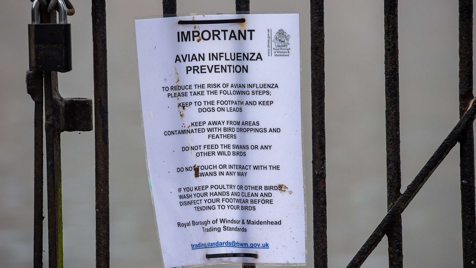 What the latest bird flu outbreak could mean for humans - ABC News