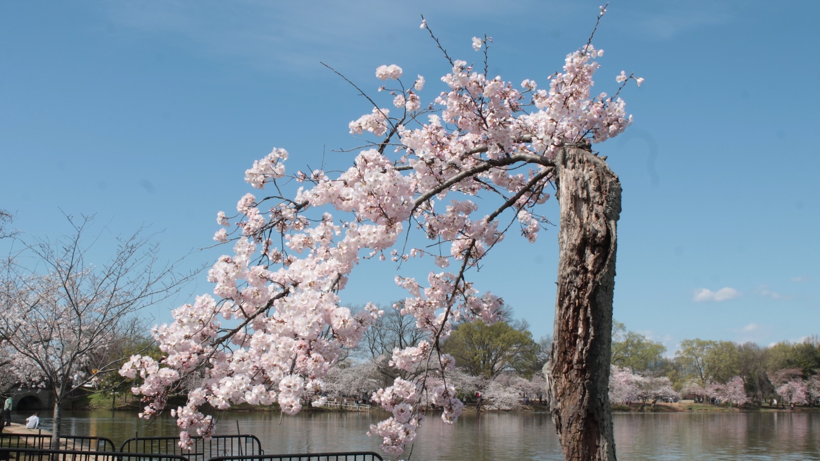Why Stumpy, DC's iconic cherry blossom tree, is drawing so much ...