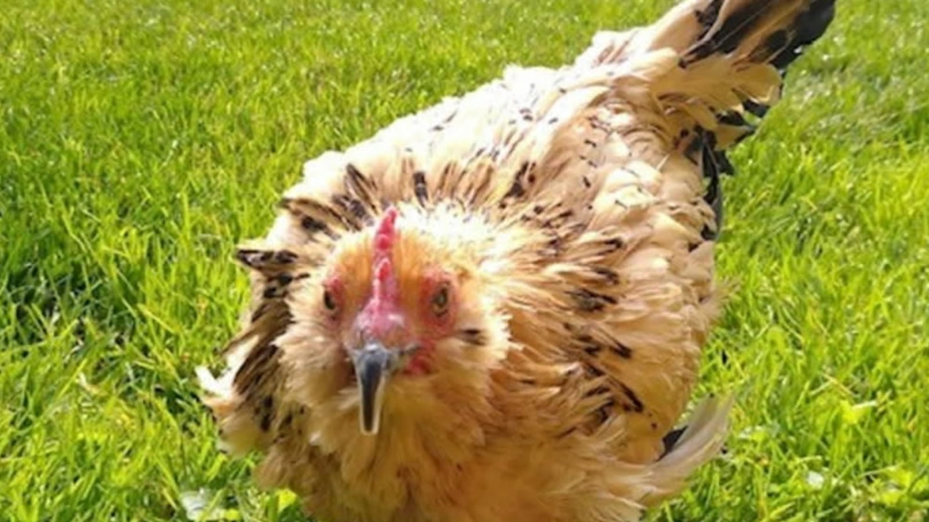 How Old is the Oldest Chicken?