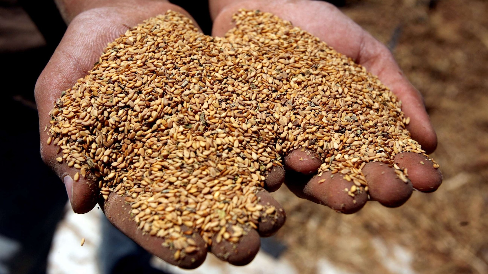 FDA adds sesame to major food allergen list, updates labeling ...