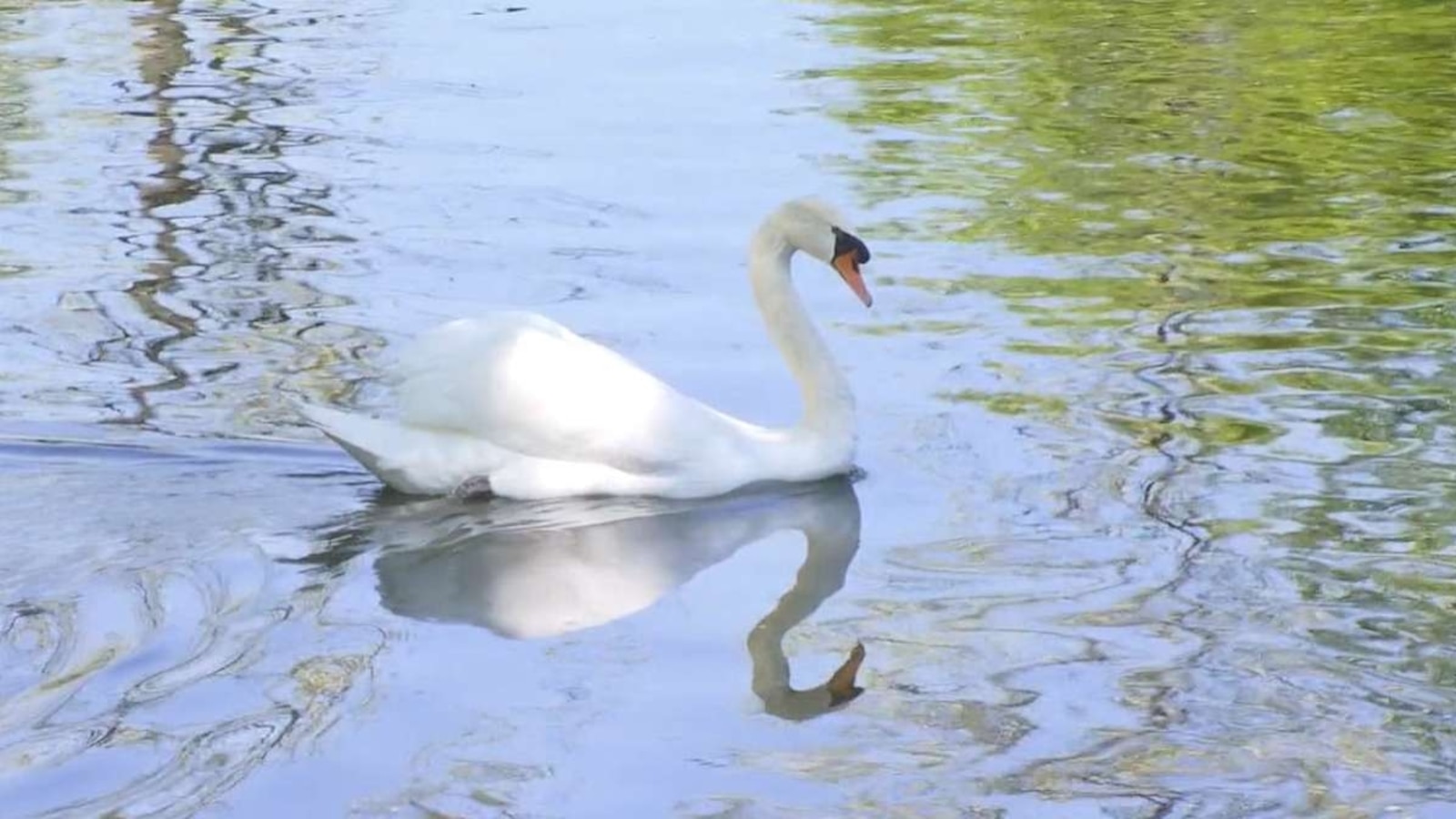3 teens charged after village's swan killed, then eaten: Police - ABC News