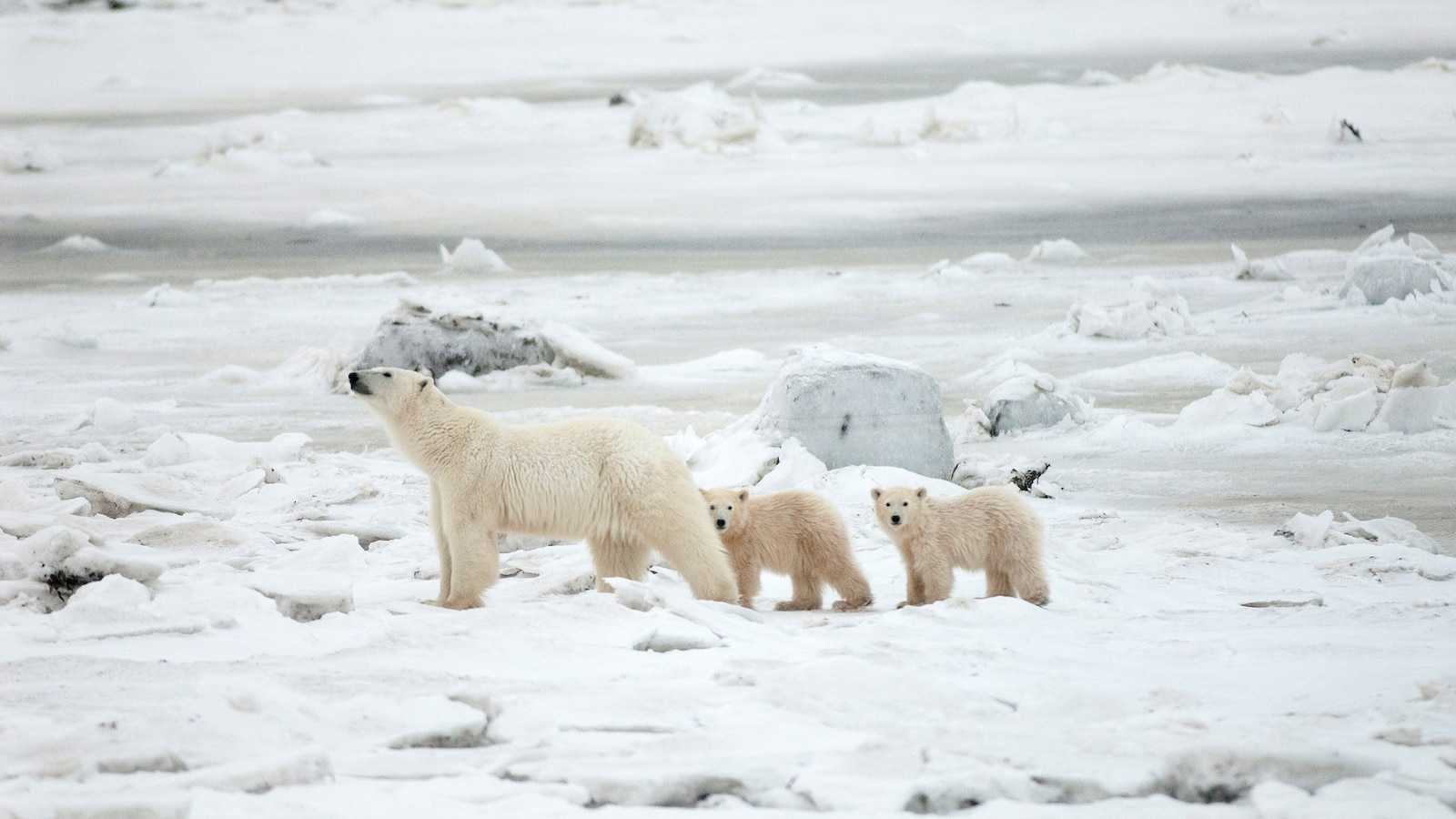 This is how much climate change has impacted polar bear populations ...