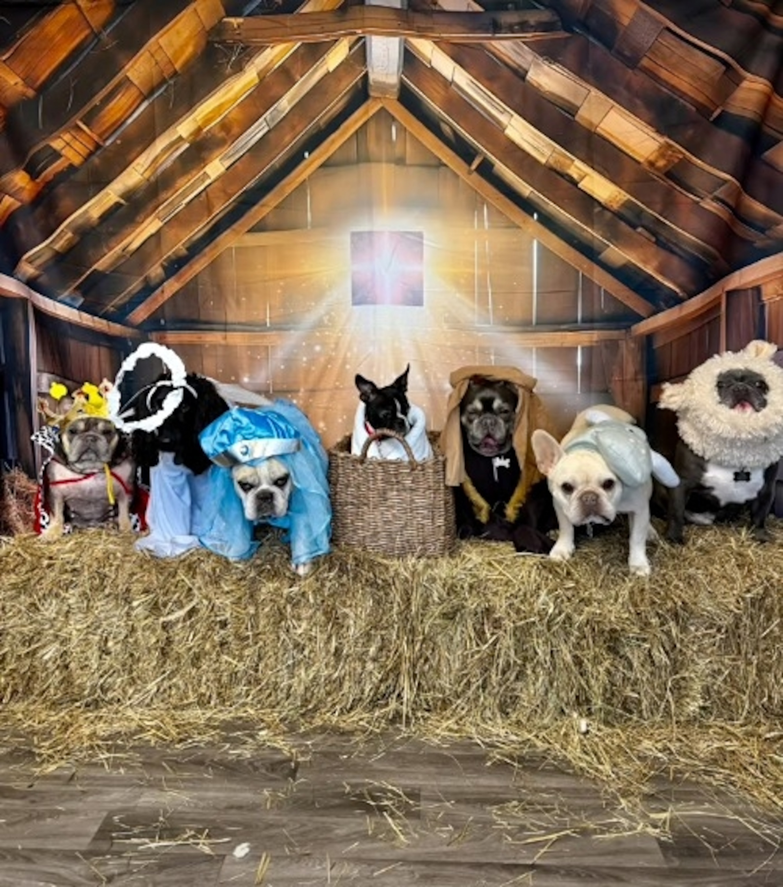 Day care dogs steal the spotlight in creative Nativity scene - ABC News