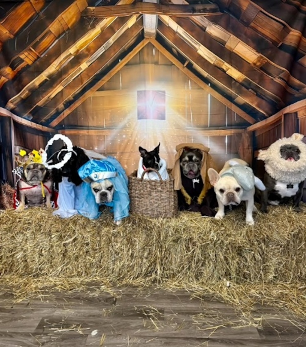 Day care dogs steal the spotlight in creative Nativity scene - Good ...