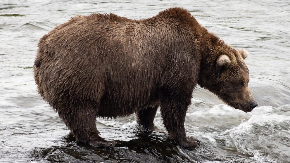 Video Voting begins for 2025 Fat Bear Week - ABC News