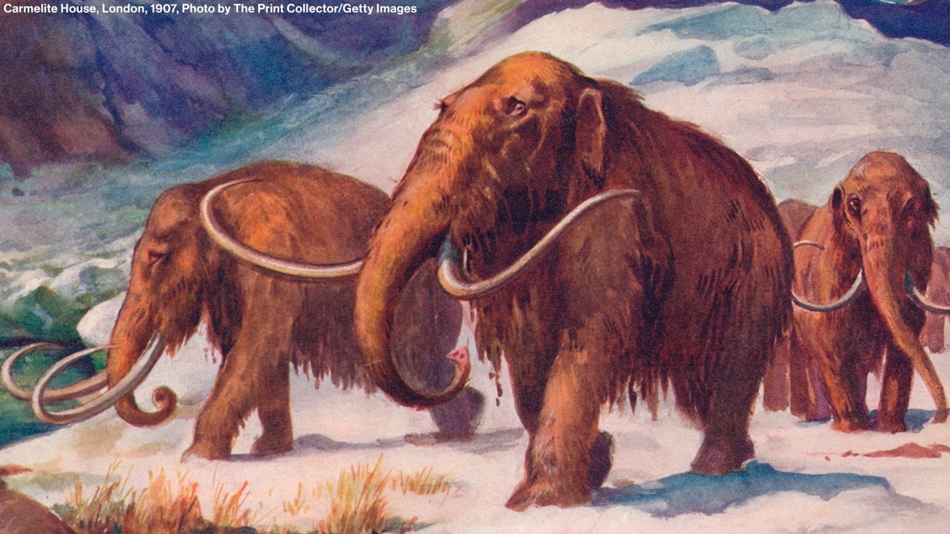 Woolly Mammoth And Mastodon