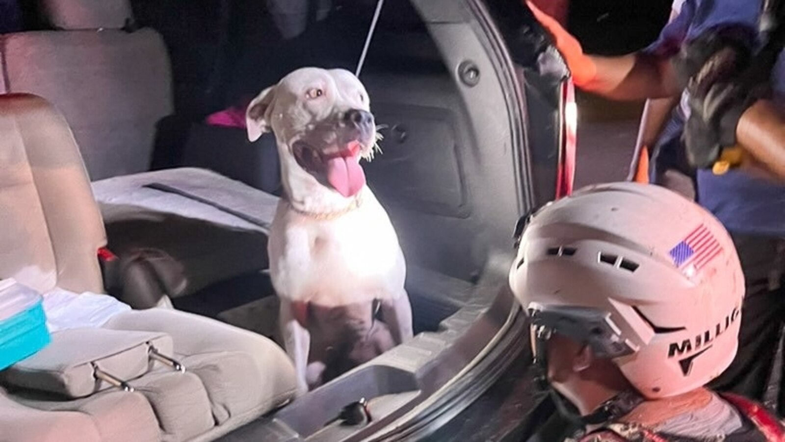 Firefighters launch rescue operation for dog that fell into Florida ...