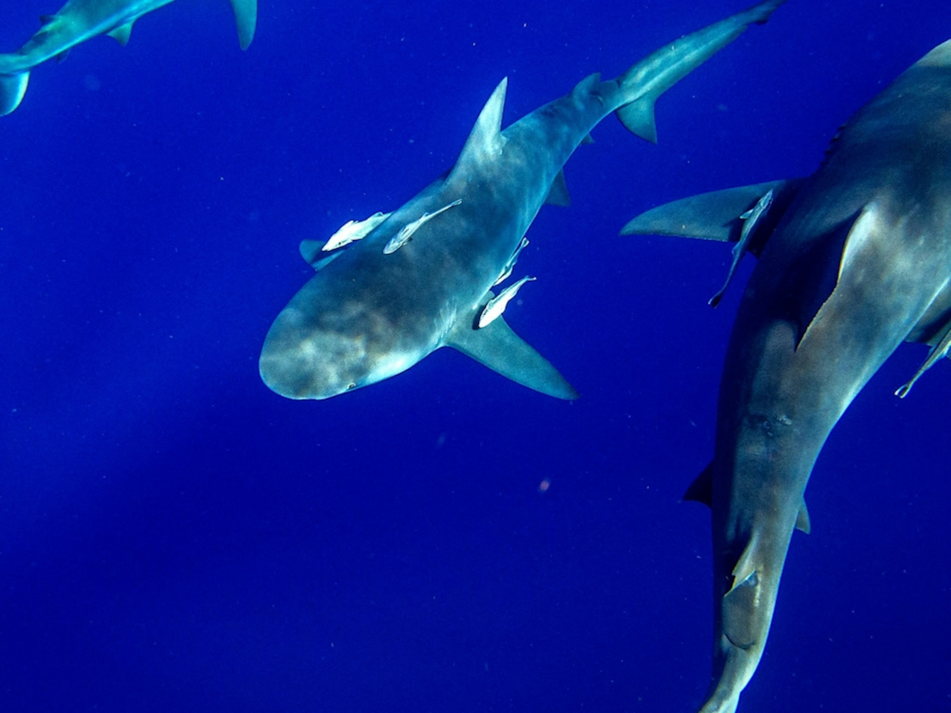 Worlds Largest Bull Shark