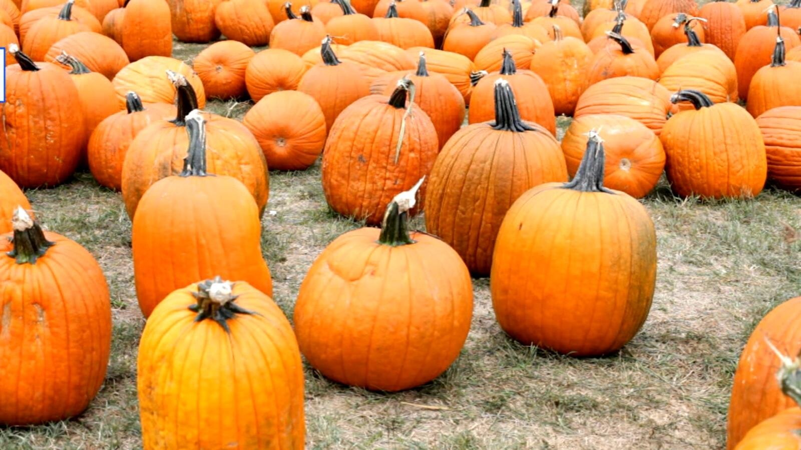 How to save on pricey pumpkins as drought, inflation impacts farmers ...