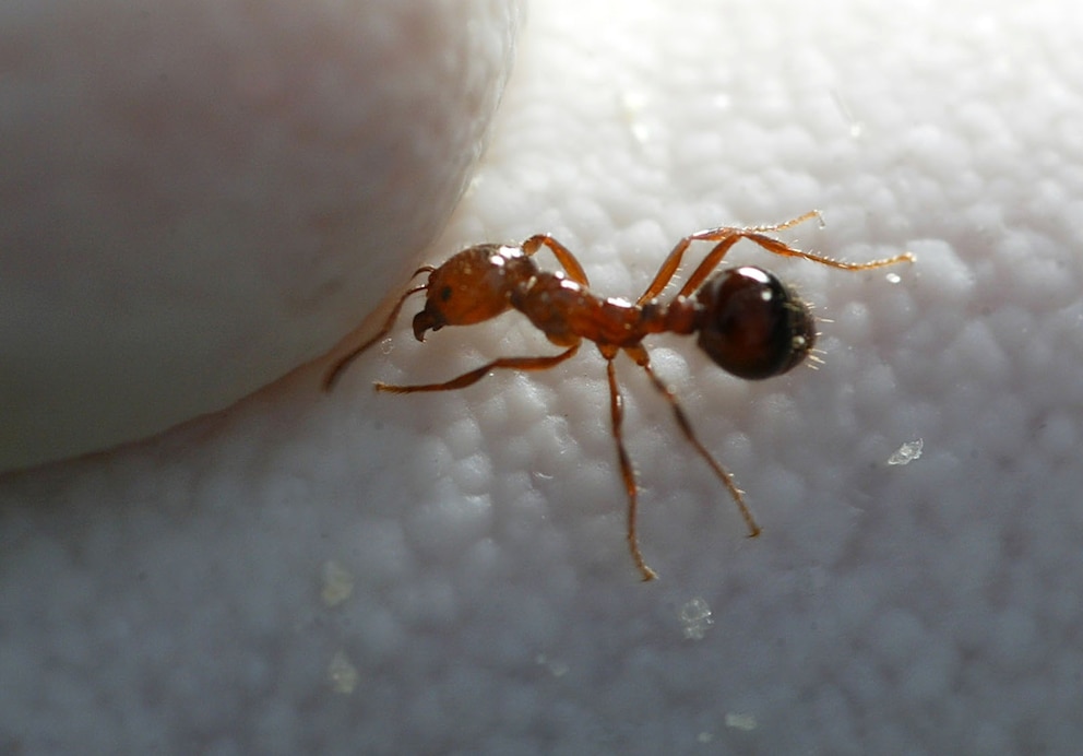 Officials battle 'highly aggressive' red imported fire ant infestation ...