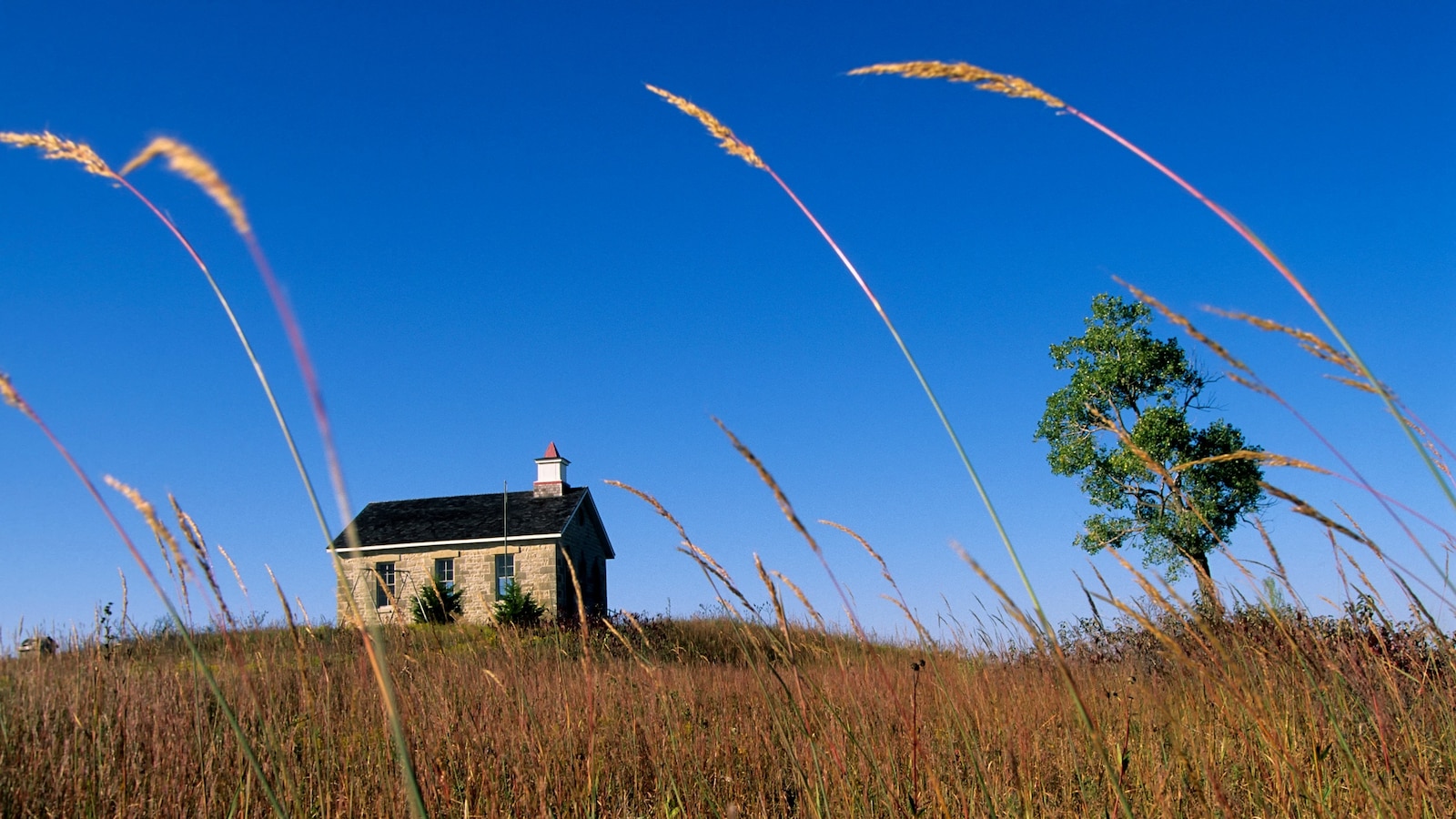 The US has lost about half of its historical grasslands. Why experts ...