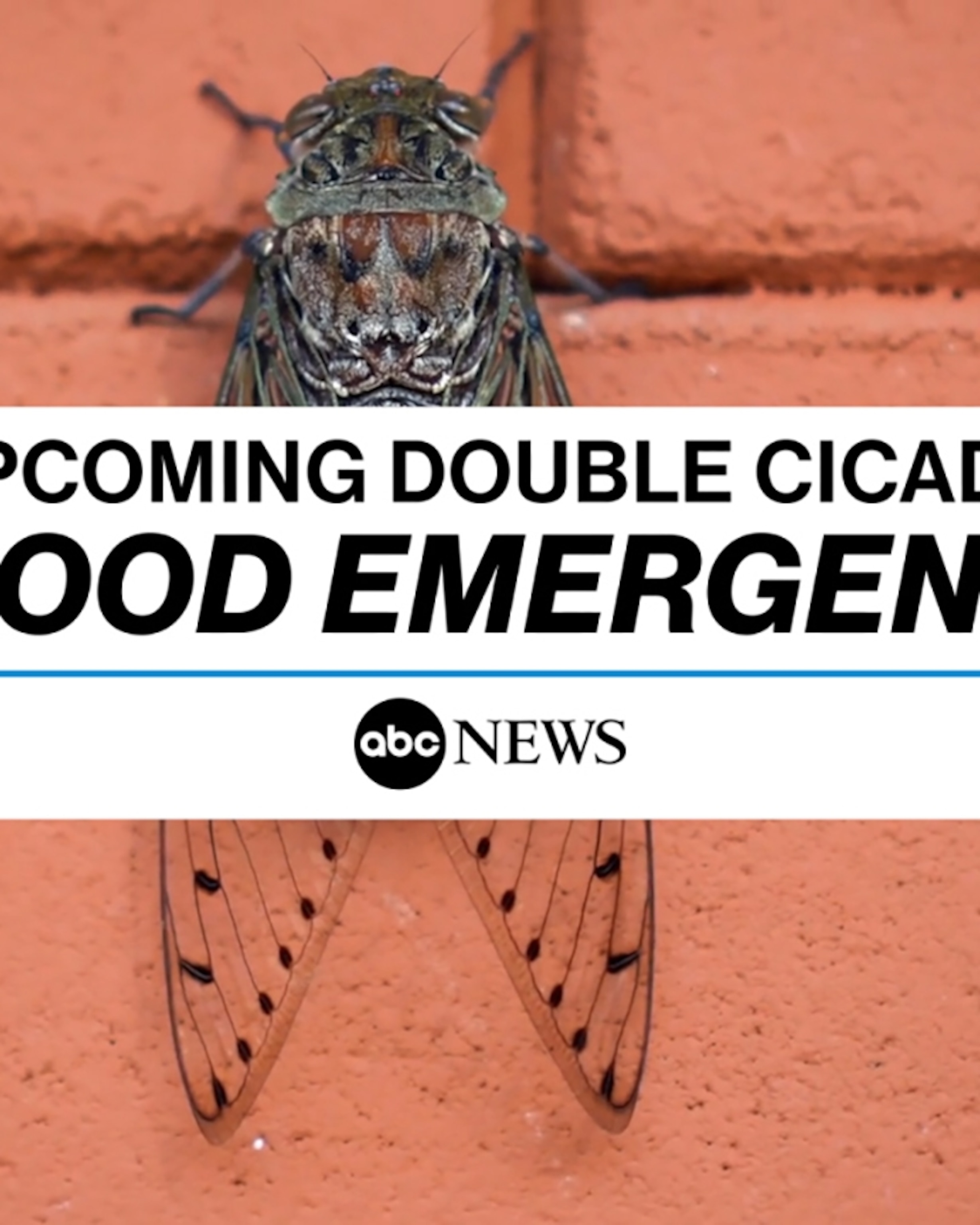 Cicadas News You Can Use: Coping With The Cicadas | Ole Miss
