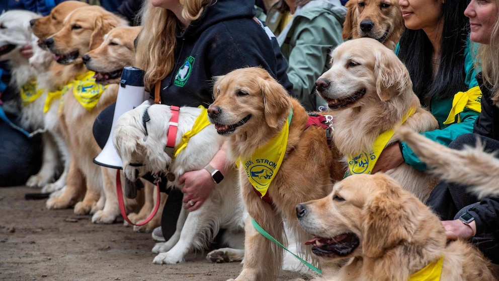 Golden retrievers gather at Boston Marathon finish line in honor of ...