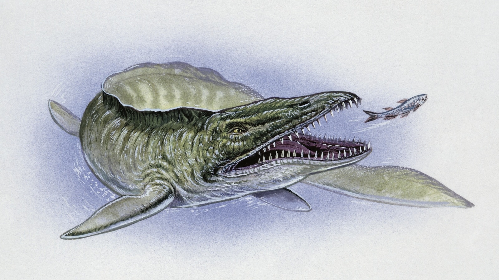 Evidence of 30-foot ancient sea monster found in Mississippi - ABC News