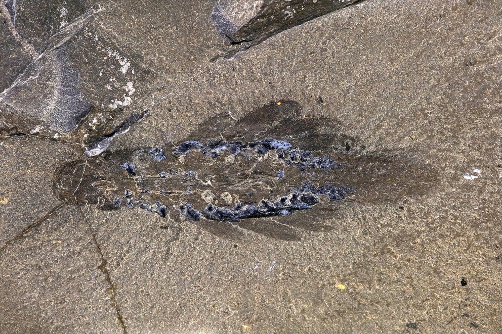 What paleontologists learned from fossils of a 3-eyed predator that ...