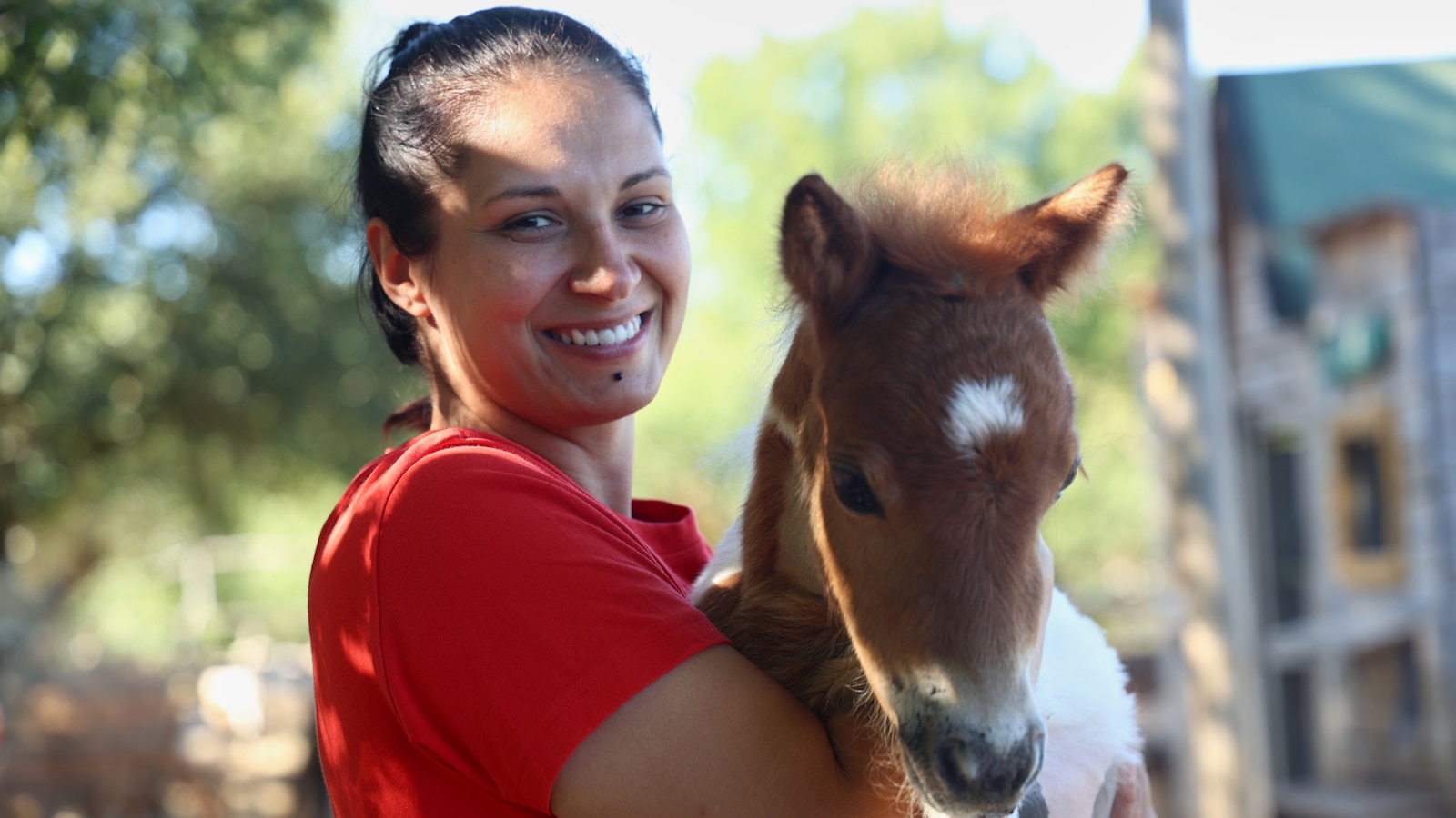 A month-old pony moves to a 4th-floor apartment in Croatia. Neighbors ...