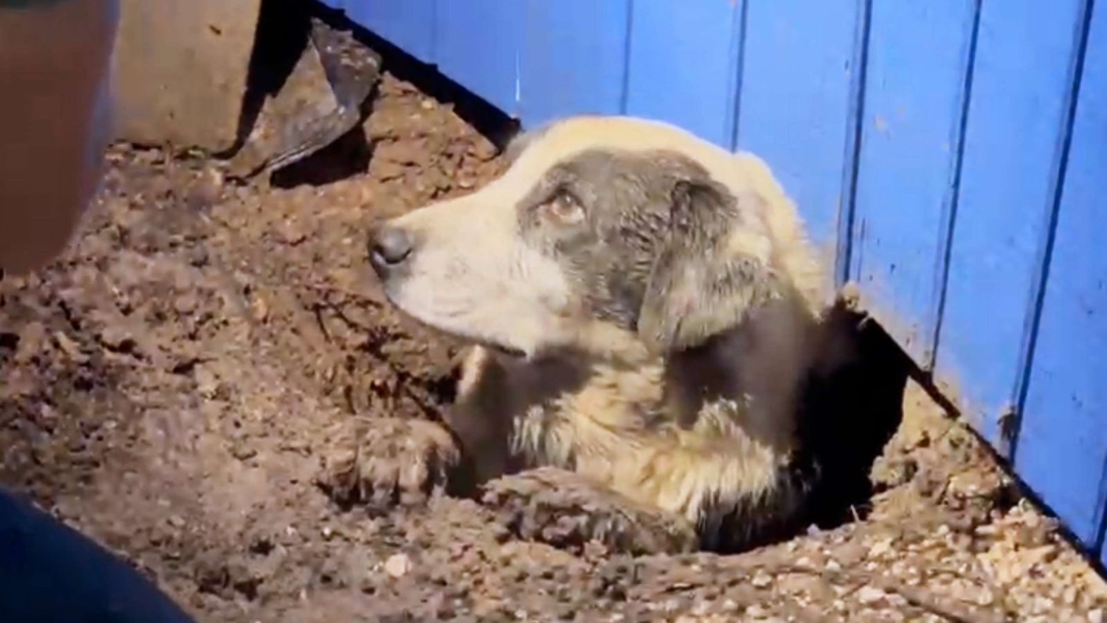ABC News crew helps rescue trapped dog in tornado-ravaged Texas town ...