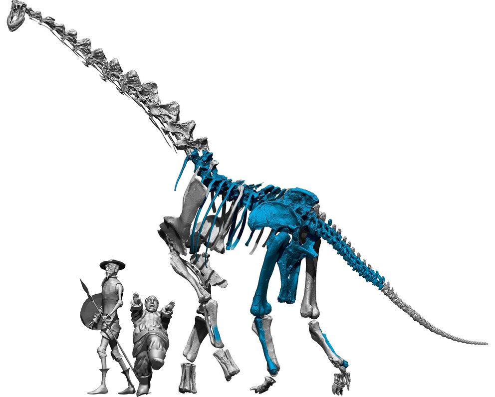 New species of titanosaur identified amid group of ancient skeletons ...