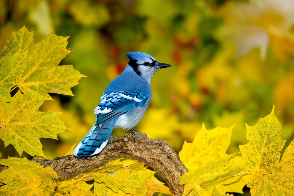 Climate change results in rare hybrid bird between green jay and blue ...