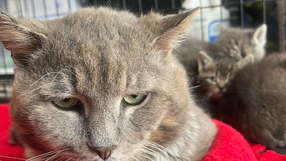 Meet the adorable male cat called 'Mr. Mom' - Good Morning America