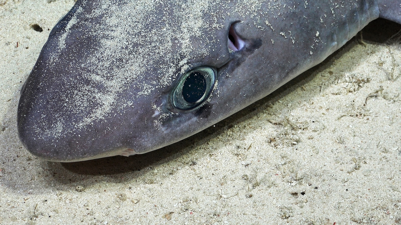 At least 20 new species identified in recently discovered underwater ecosystem - ABC News