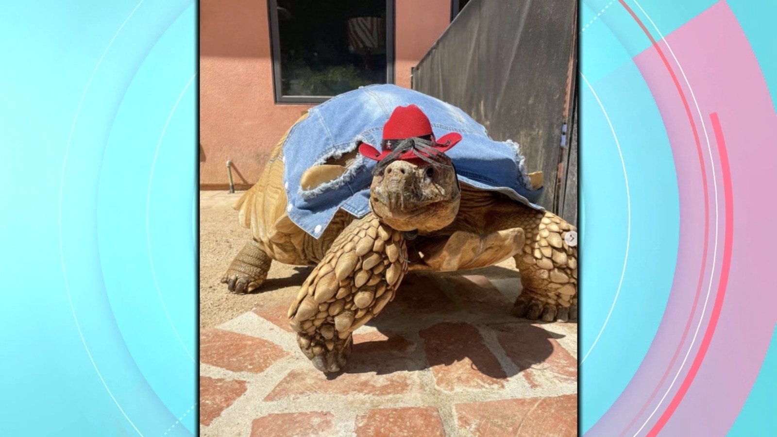 Tortoise