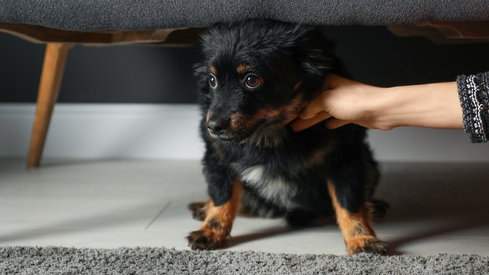 How to keep pets safe during April 8 solar eclipse - ABC News