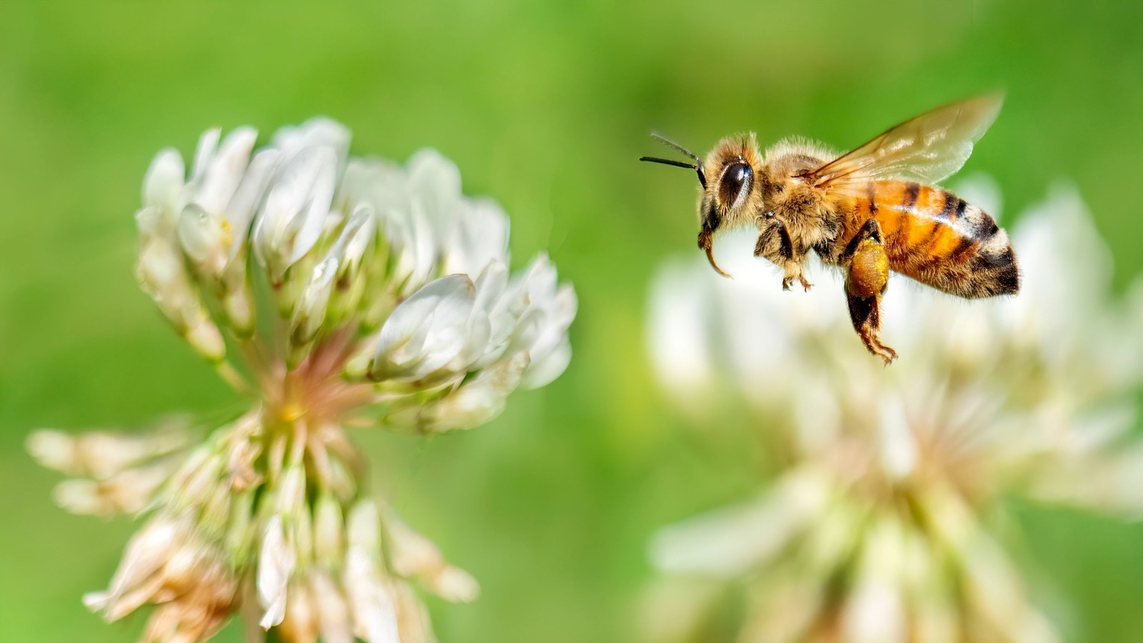 Honey bee colonies could face 70% losses in 2025, impacting agriculture ...