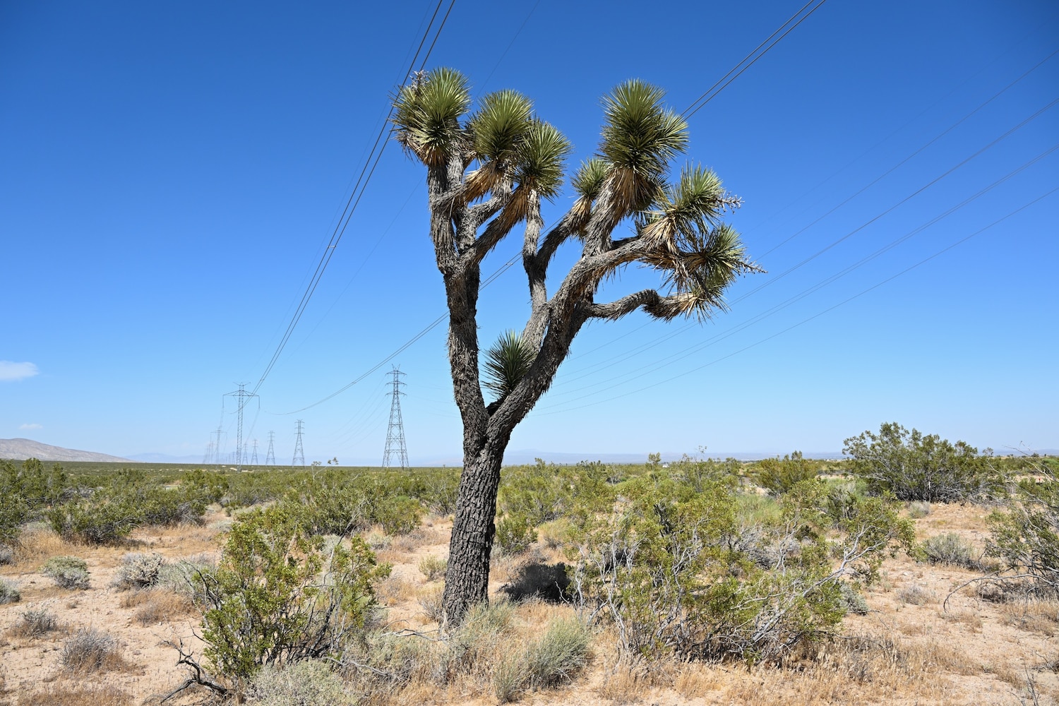 Joshua Tree Mojave Desert Joshua Tree National Park, Mojave Desert