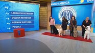 Who s Top Dog Meet This Year s Most Popular Dog Breeds ABC News Who s Top Dog Meet This Year s Most Popular Dog Breeds ABC News