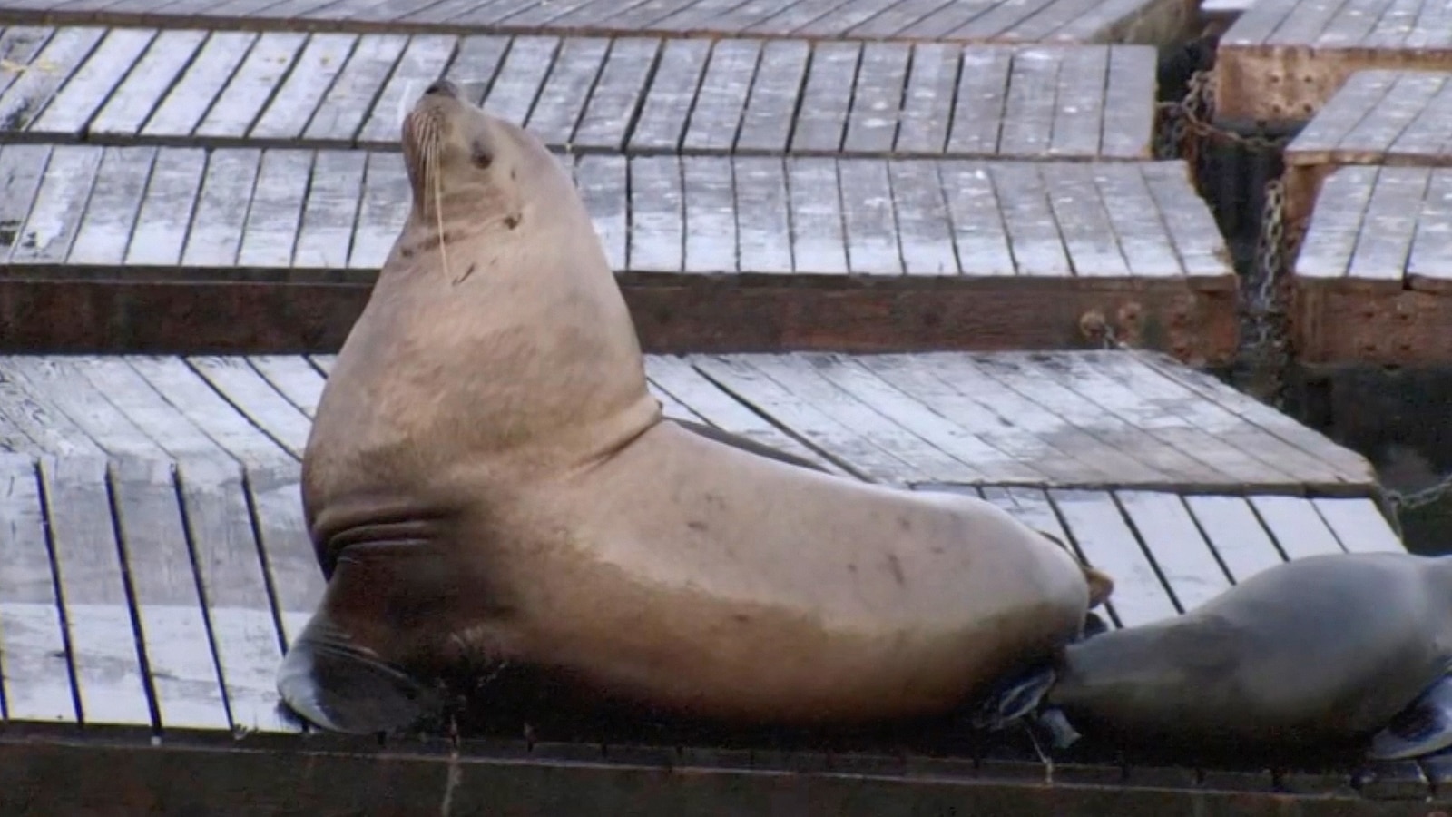 Viral Giant Sea Lion Chonkers Returns To San Franciscos Pier 39
