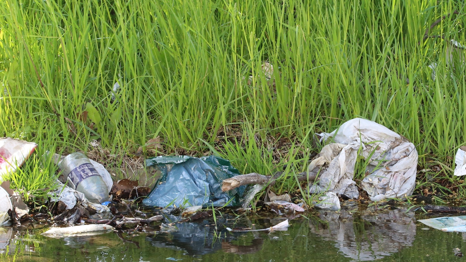 Do plastic bag bans work? Here's what the science says. - ABC News