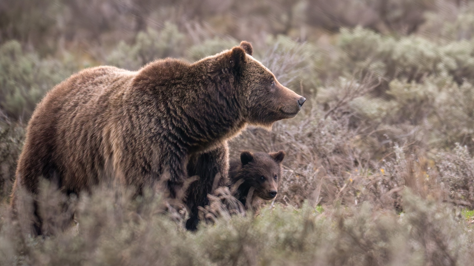 Famed grizzly bear killed after being struck by vehicle in national ...