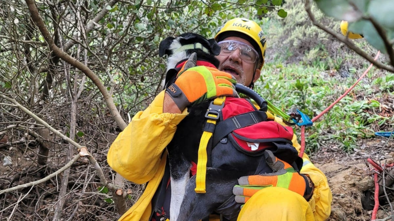 Deaf dog named Hobo falls 100 feet into ravine, has life saved by 5 ...