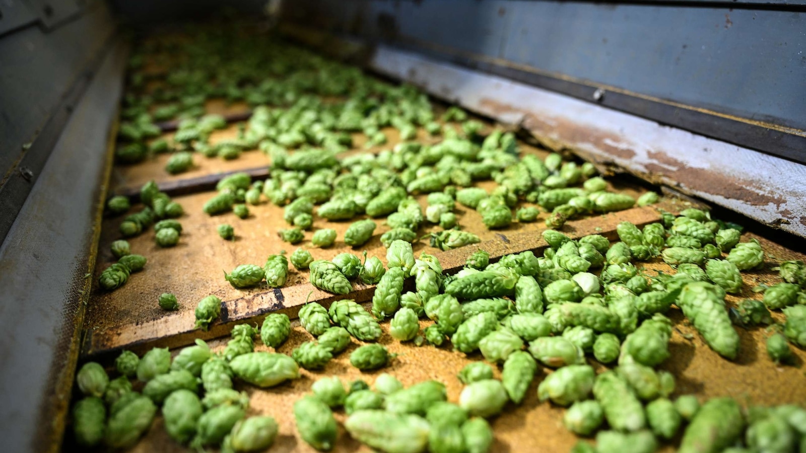 Climate change could soon affect the taste of beer, new study says ...