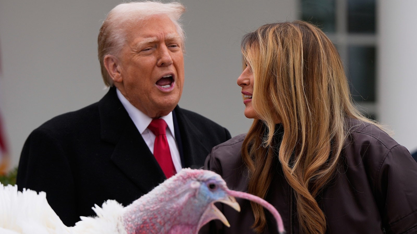 Trump’s turkey pardoning turns political, but Waddle and Gobble are ...