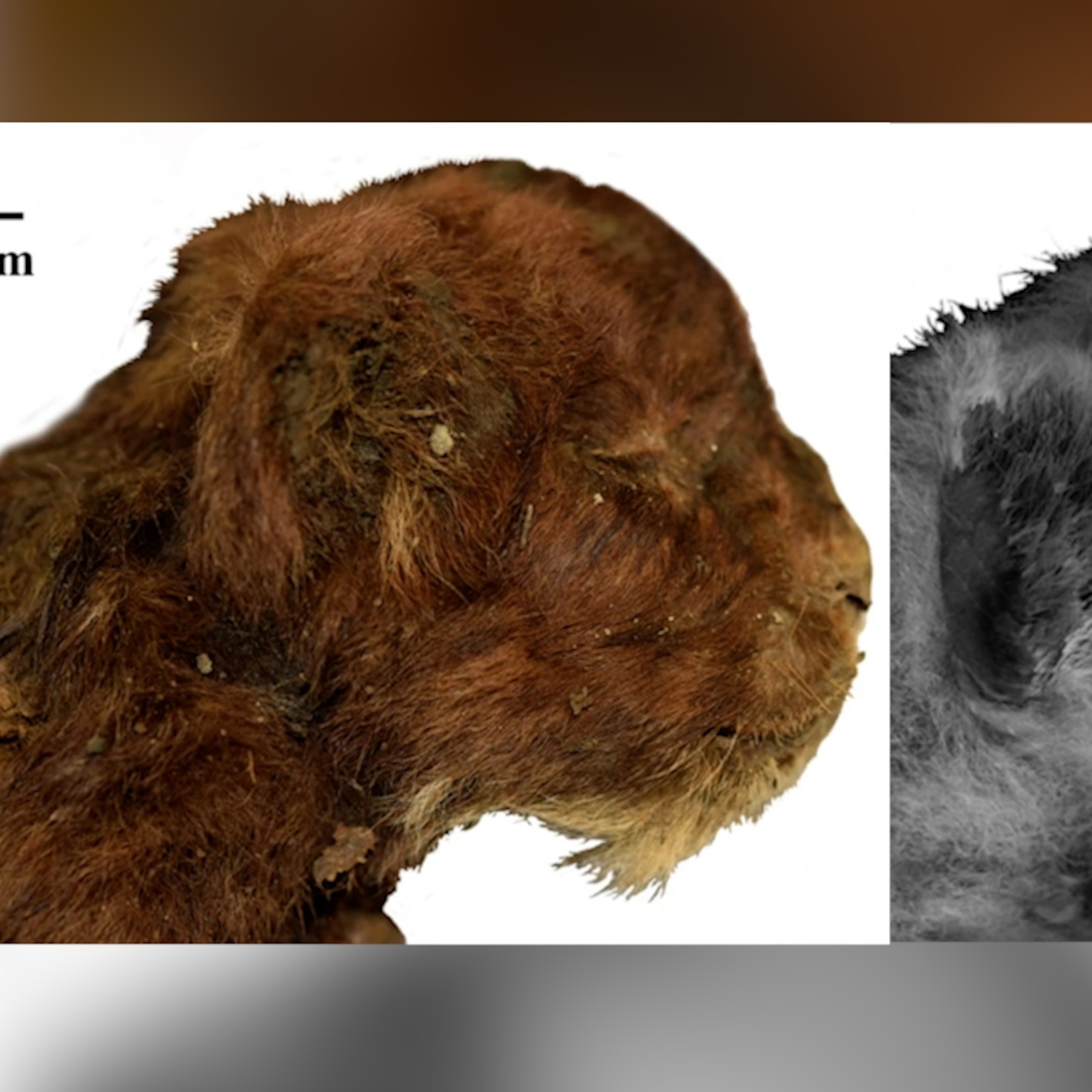 Saber Toothed Dog Smilodon Saber Toothed Tiger Zip Pouch By Roger Hall