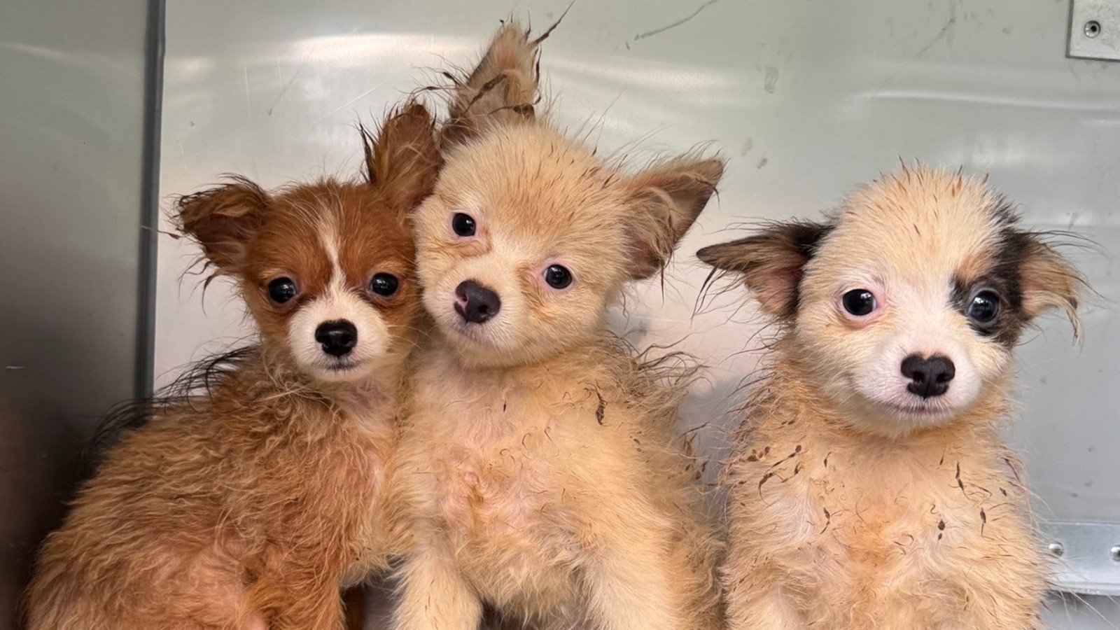 101 dogs rescued from apparent 'puppy mill' in home, rescue group says ...