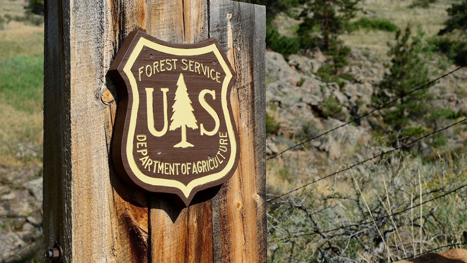 What to know about stinging Asian needle ants detected in 20 states ...