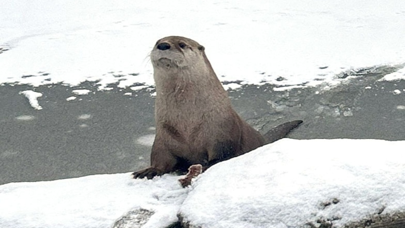 Runaway otter returned to Wisconsin zoo, another still on the loose ...