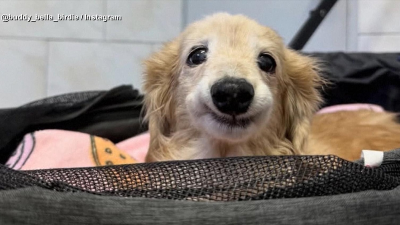 Smile Dog Real Life