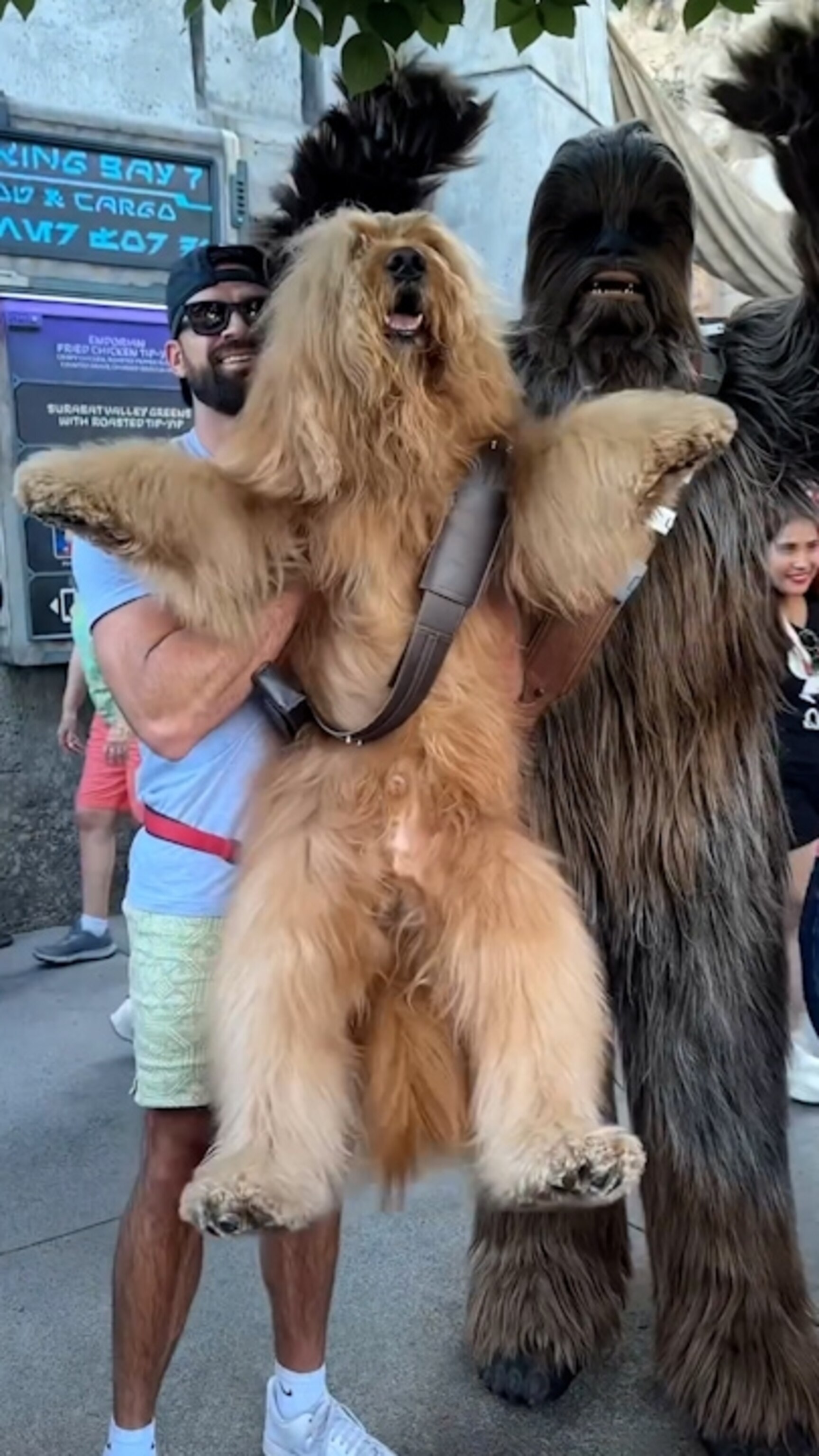 Chewbacca dog store