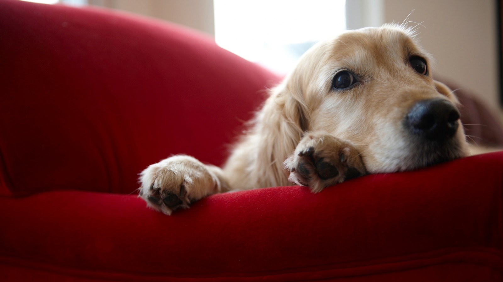 Cases of mystery dog illness reported in 2 more states - ABC News