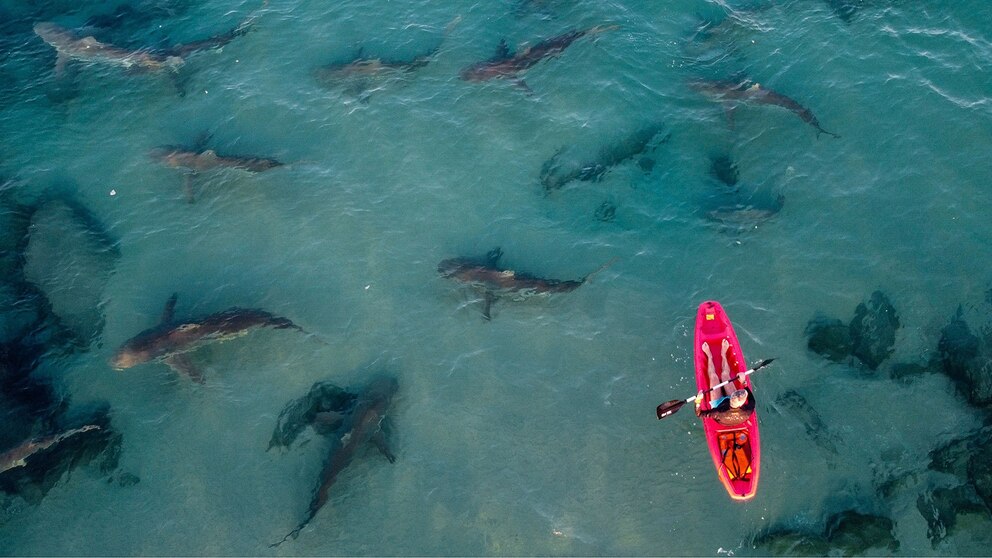 Video Sharks in Israel, panda keepers in China: World in Photos, Dec ...