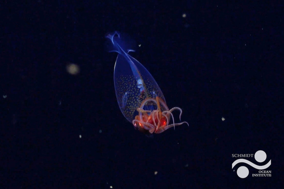 Colossal squid captured on camera for the first time, scientists say ...