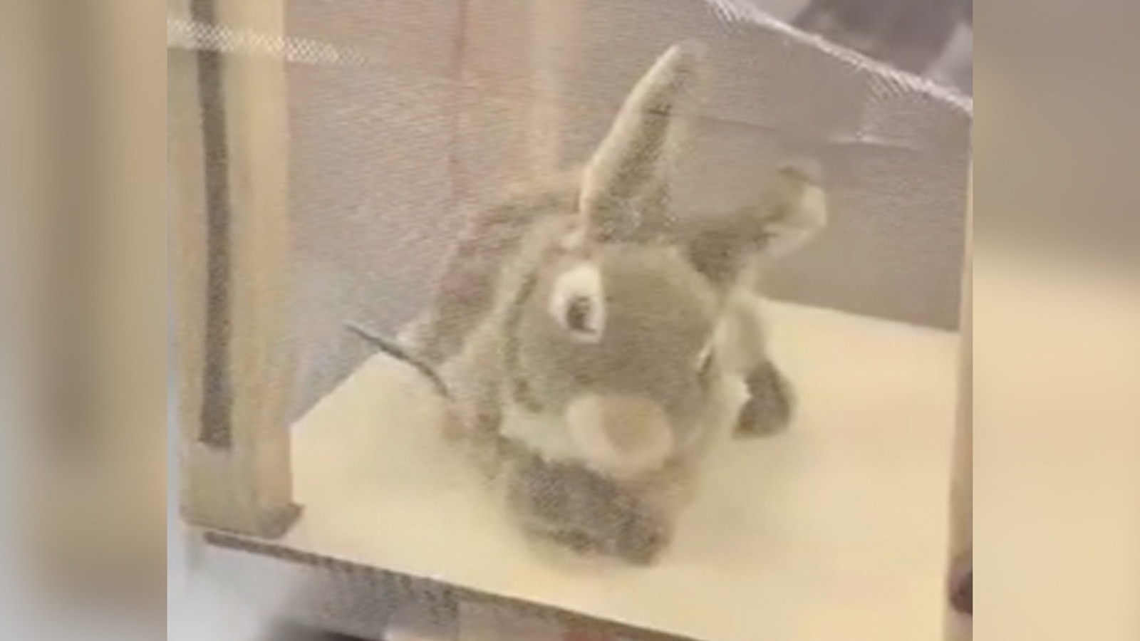 Florida snake hunters deploy robotic rabbits to capture invasive ...